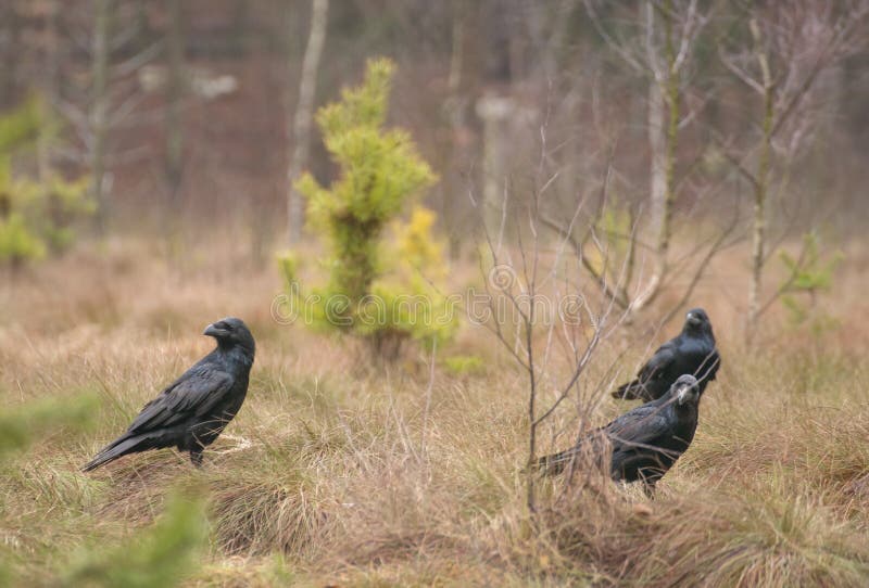 Raven stock photo. Image of difficult, beauty, dark, bird - 36696620