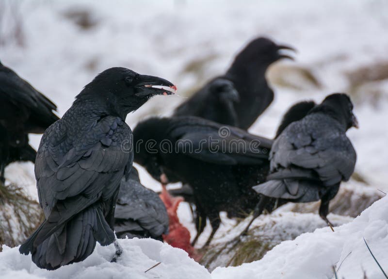 Raven stock image. Image of lunch, carnivorous, crow - 37408311