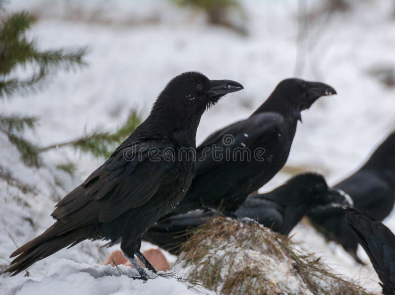 Raven stock image. Image of animal, feather, hunt, intelligence - 37408325