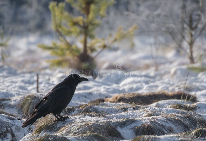 Raven Dance stock image. Image of snow, winter, birds - 1850963