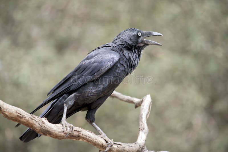 The Raven is a Black Bird Perched on a Tree Branch Stock Photo - Image ...
