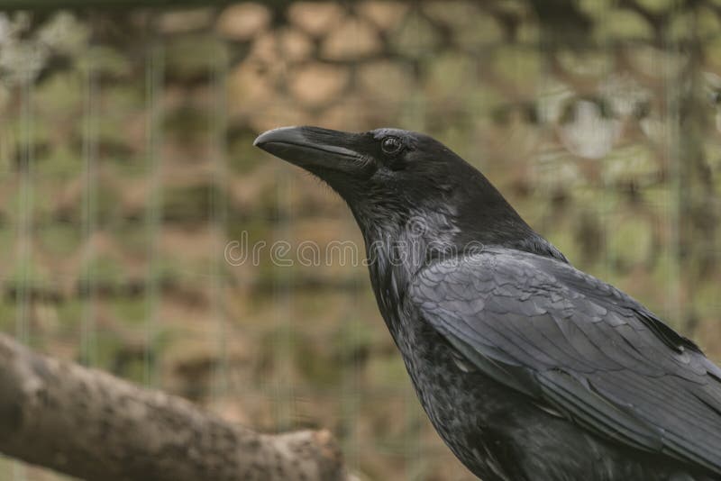 Raven Black Bird in Spring Nice Day Stock Image - Image of birdwatching ...