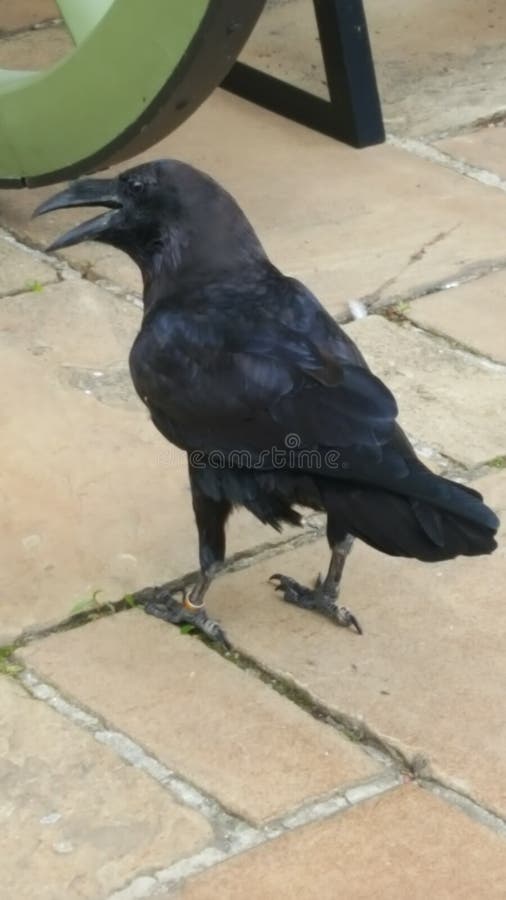 Raven stock image. Image of raven, ground, black, standing - 85595389