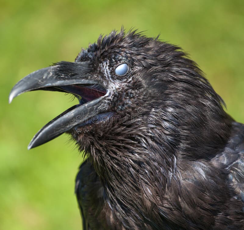 Raven stock photo. Image of vysoke, slovakia, animal - 58440734