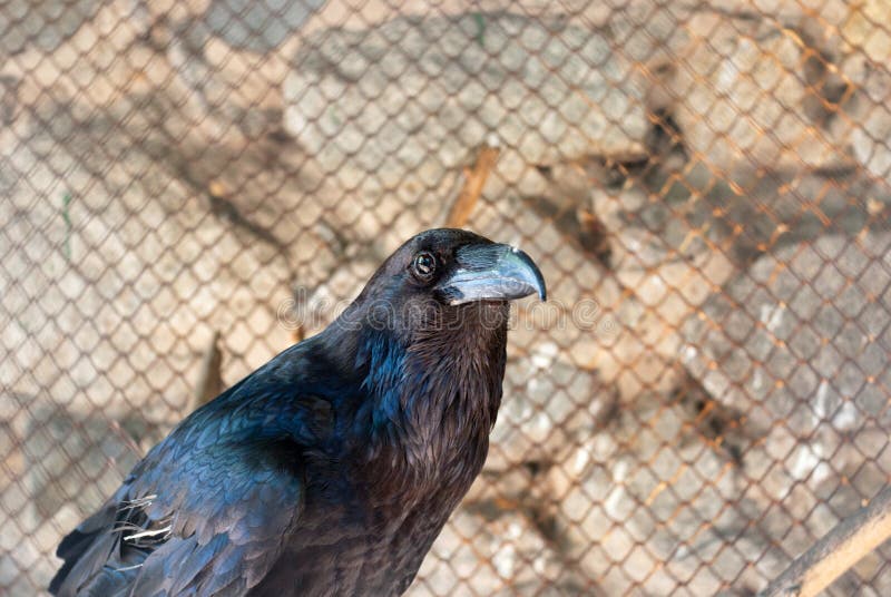 185 Raven Cage Stock Photos - Free & Royalty-Free Stock Photos from ...