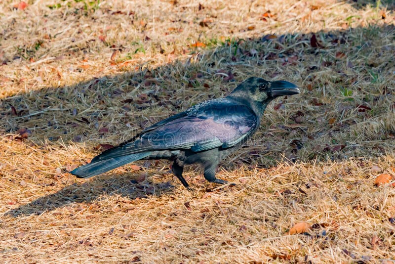 Raven stock photo. Image of feathers, black, avian, bird - 107660272