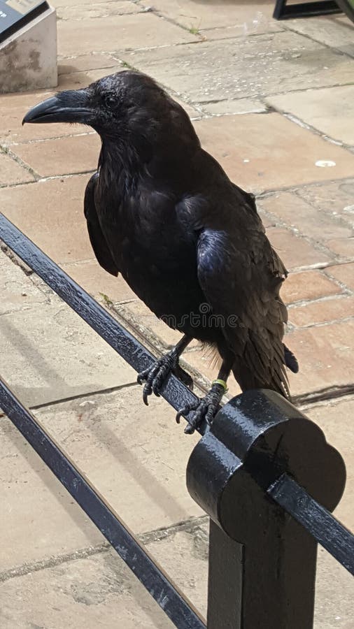 Raven stock image. Image of stands, black, raven, railing - 85595365