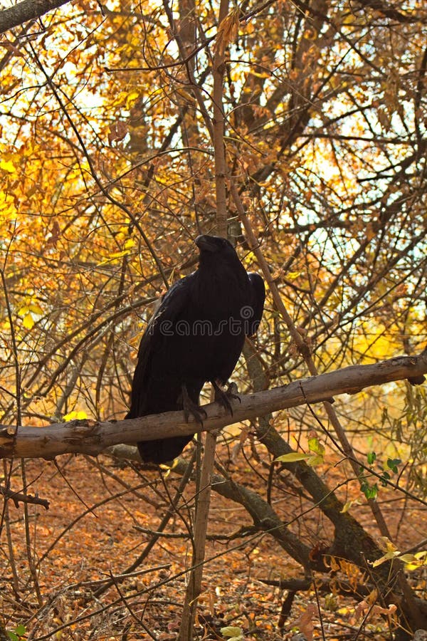 Raven black wise bird stock photo. Image of birdwatching - 78157310
