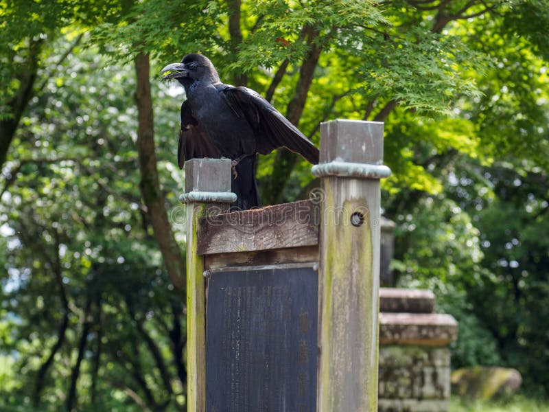 Raven stock photo. Image of flight, cliff, feather, black - 97244244