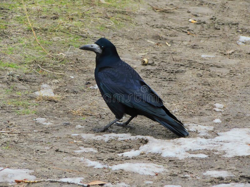 Raven in the snow! stock image. Image of finch, plant - 240922649