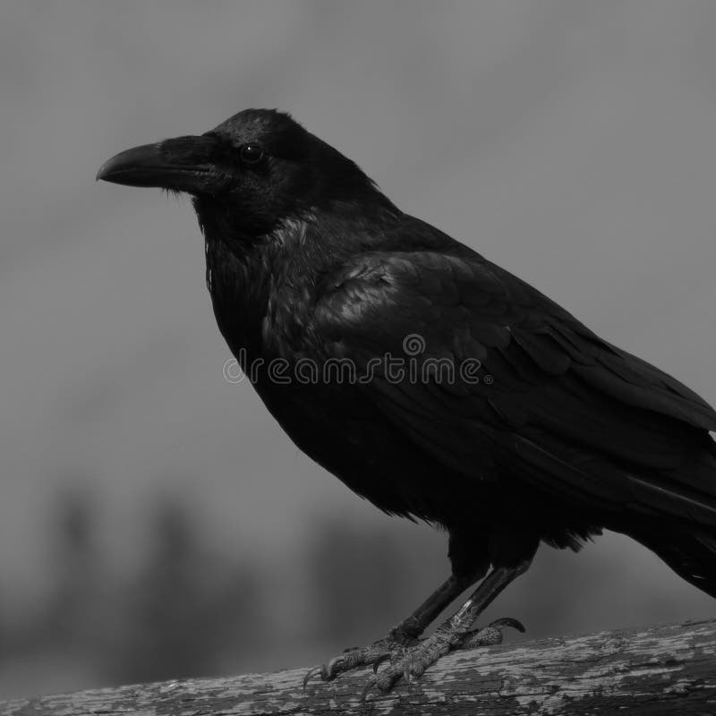 Raven blanco y negro imagen de archivo. Imagen de ojos - 157234883