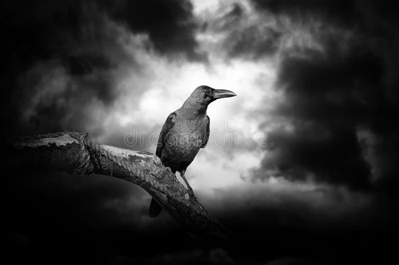 Raven on a branch stock photo. Image of corvus, cloud - 51221630