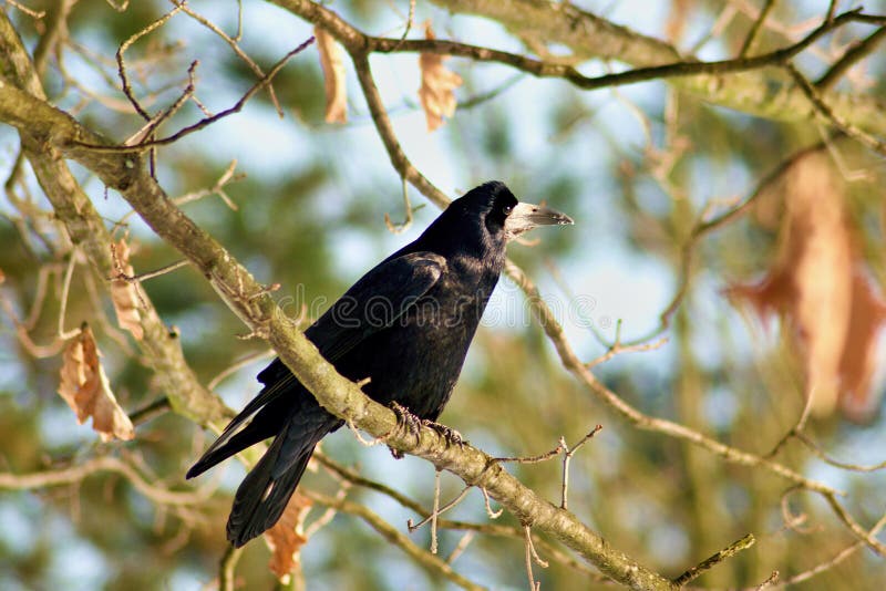 Raven on a branch stock image. Image of leaf, green, wood - 51124675