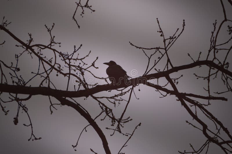 Raven on a branch at night stock photo. Image of halo - 60943176