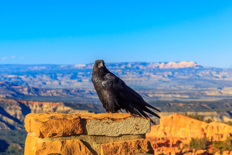 Raven at Bryce Canyon stock photo. Image of fearless, national - 234854