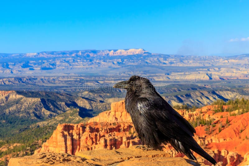 Raven at Bryce Canyon stock photo. Image of national - 49986544