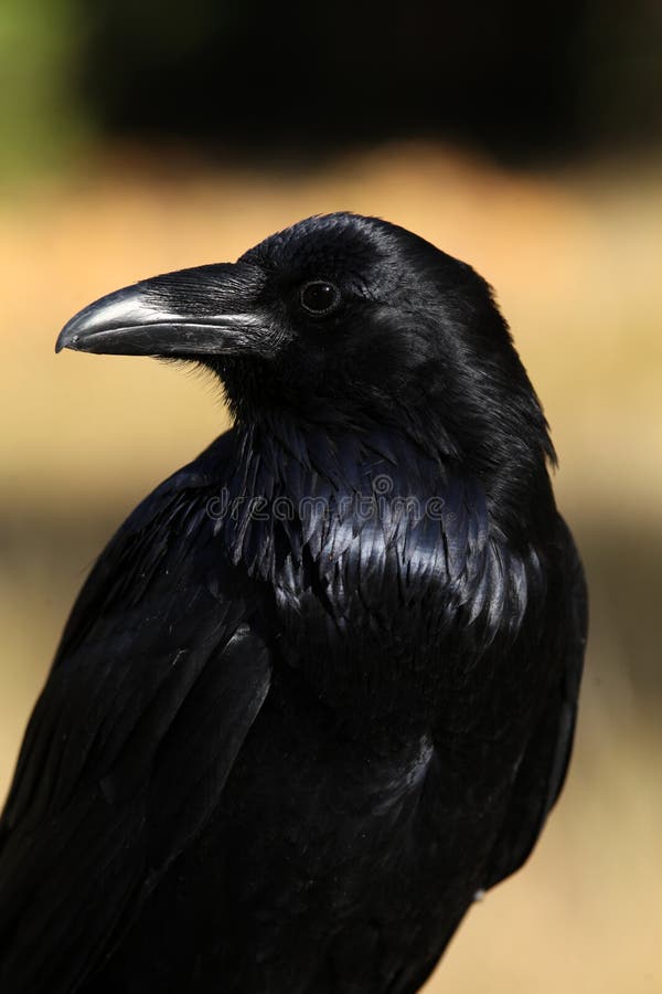 Raven with Catch Light in His Eye and Iridescent Feathers (Corvus Corax ...