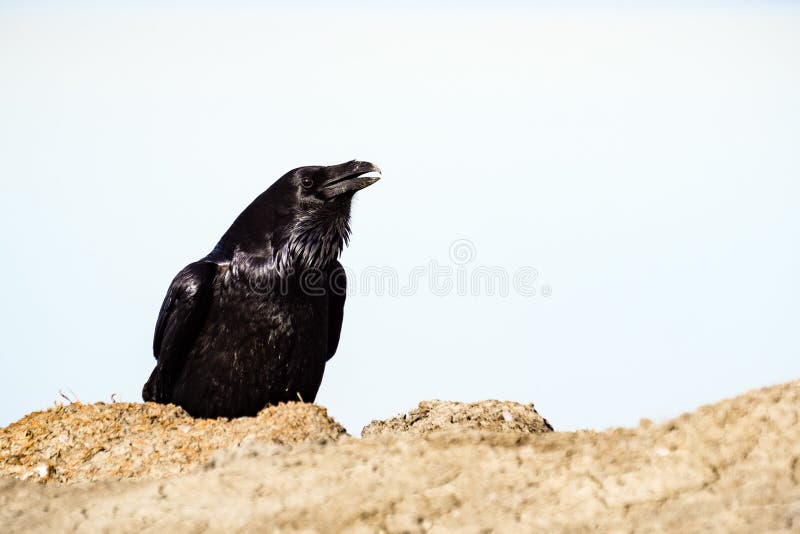 Raven close up, California stock photo. Image of abstract - 141476592