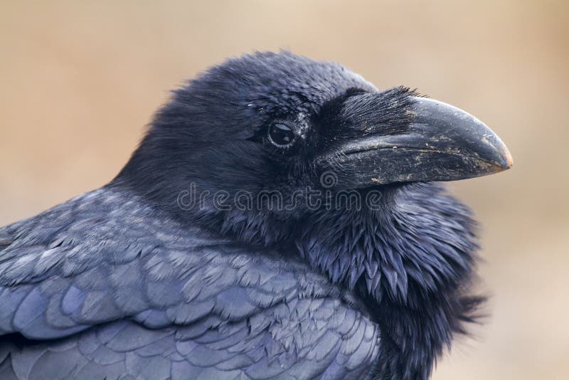 Raven stock photo. Image of plumage, perched, dark, curved - 39256728