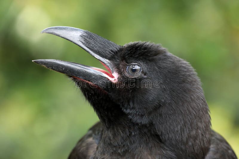 Raven stock photo. Image of portrait, wild, beak, avian - 124516756