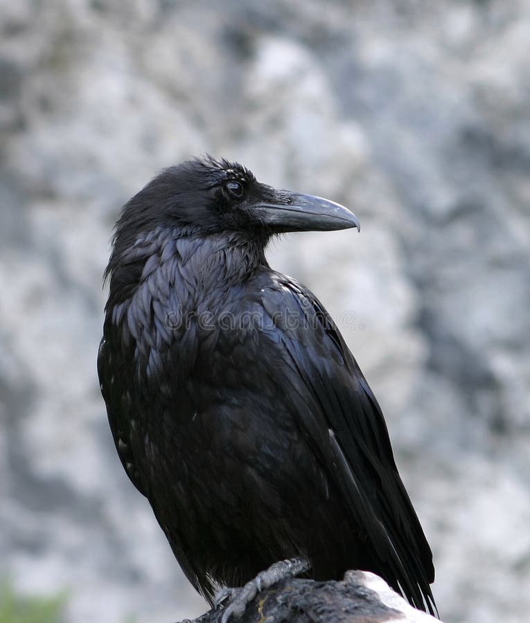Raven Closeup stock image. Image of beady, closeup, raven - 352823