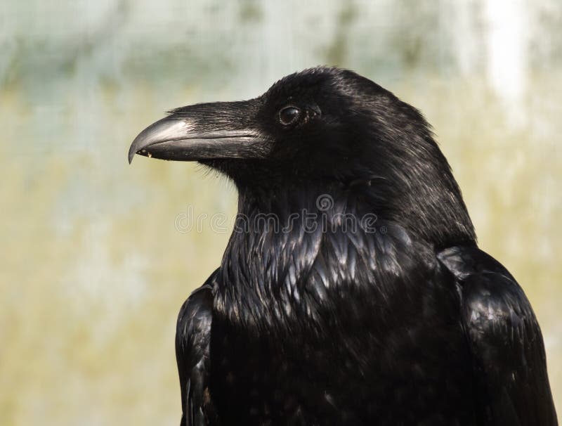 Raven stock photo. Image of closeup, profile, side, shot - 38784718