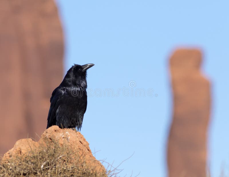 Raven stock image. Image of wildlife, rook, crow, raven - 88460251