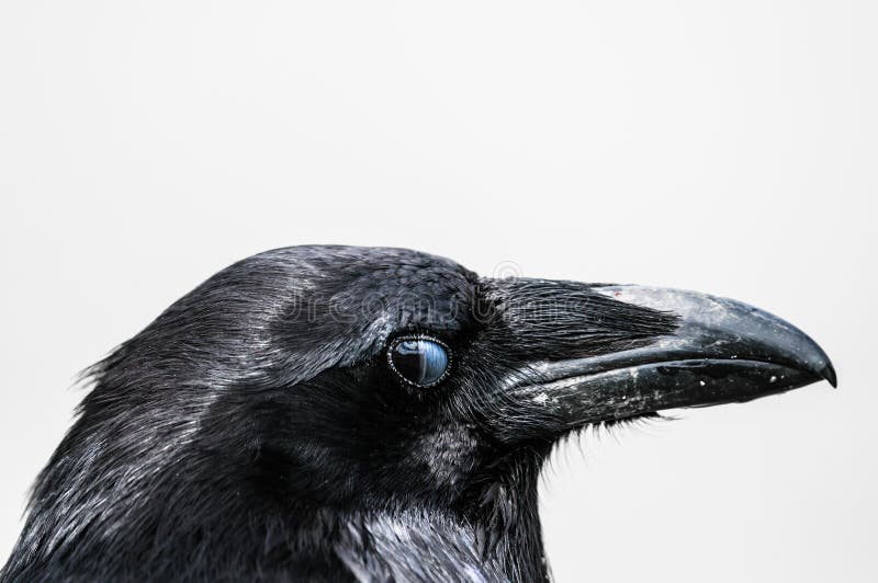 Raven Comune (corax Di Corvo) Immagine Stock - Immagine di esterno ...