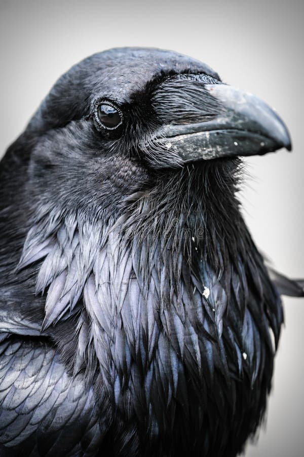 Raven Comune (corax Di Corvo) Fotografia Stock - Immagine di verde ...
