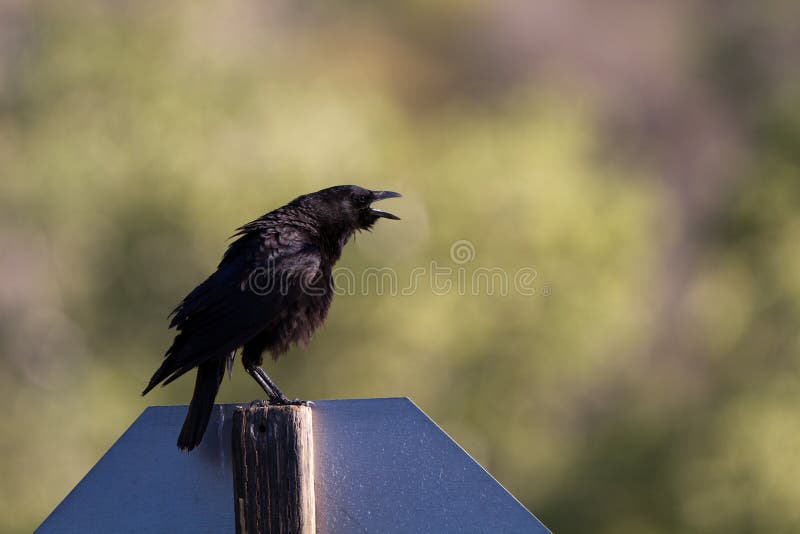 Corvo Reale Nero immagine stock. Immagine di corvo, nero - 22975621