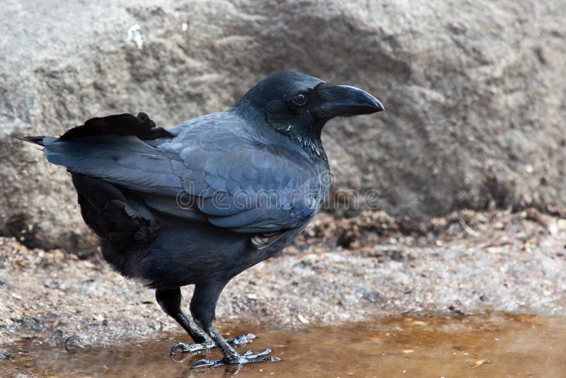 Raven, Corvus corax stock photo. Image of family, corvus - 15262362