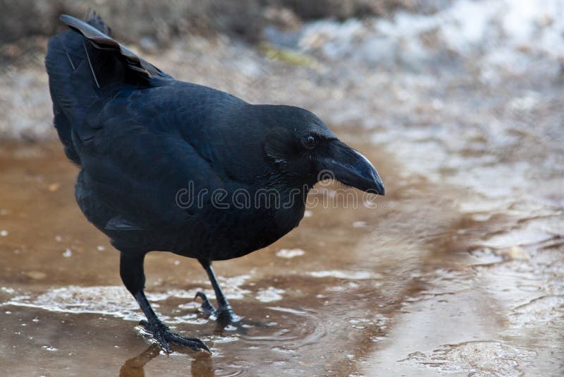 Corvus corax, Common Raven stock image. Image of habitat - 47013969