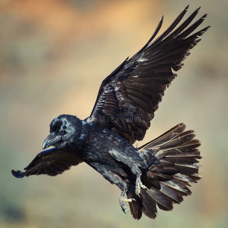 Common Raven Corvus Corax, Isolated on White Background Stock Image ...