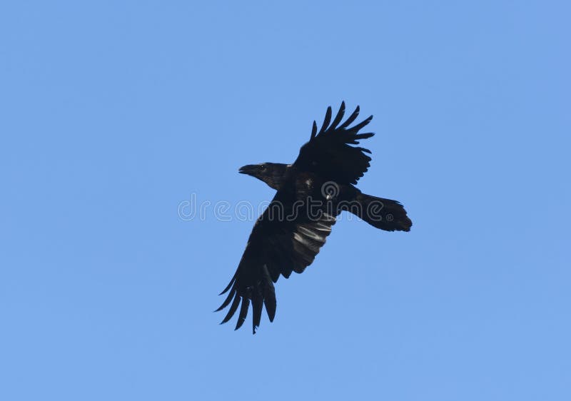Raven (corvus Corax) Flying in the Sky Stock Photo - Image of wings ...
