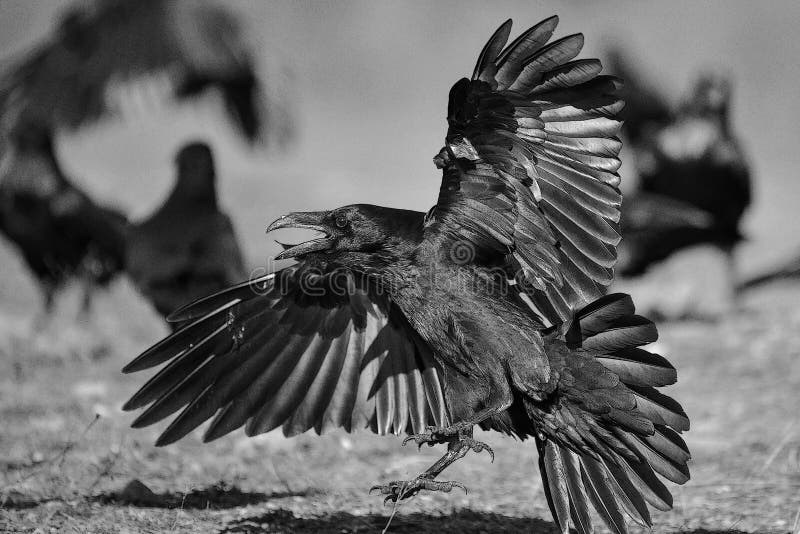 Rabe im Flug stockfoto. Bild von amsel, birdwatching - 30883174