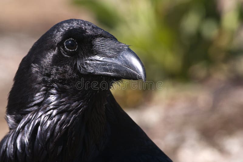 Raven - Corvus Corax, Portrait of Eyes, Stock Image - Image of feather ...