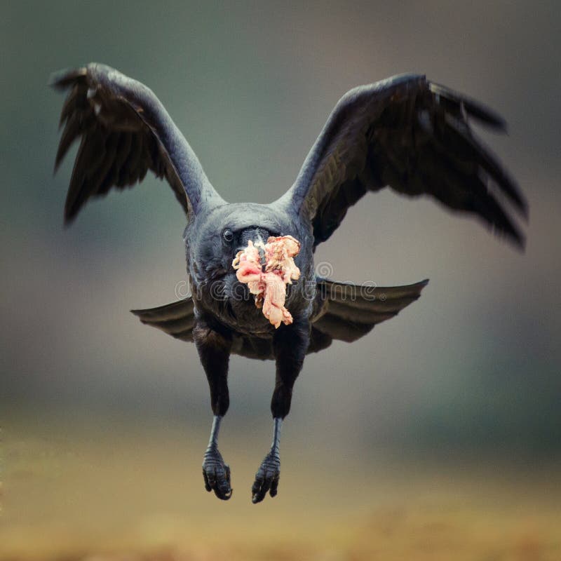 Raven Corvus Corax with Prey in Flight Stock Image - Image of animal ...