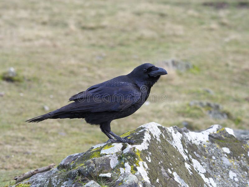 Raven, Corvus corax stock image. Image of corvus, wildlife - 108661111