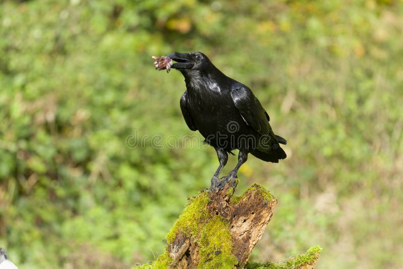Raven, Corvus corax stock photo. Image of britain, corax - 233567738