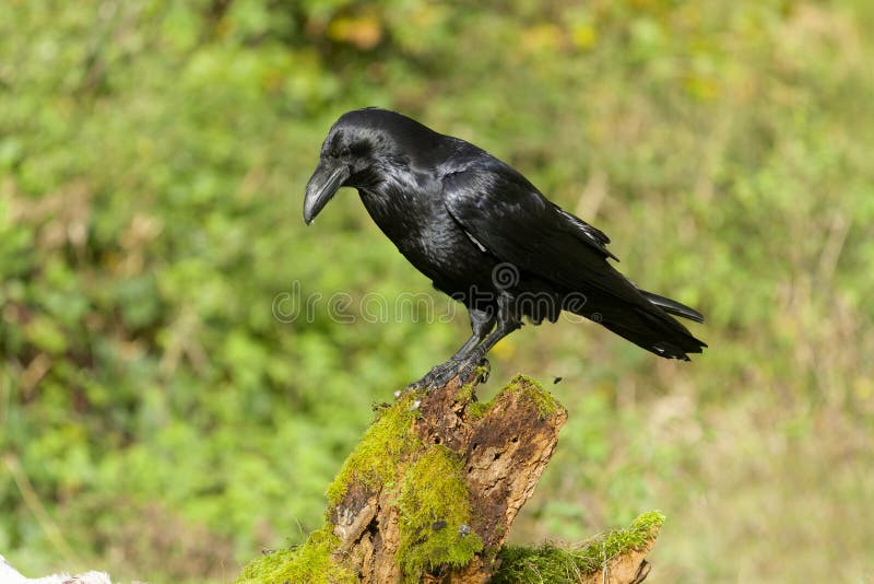 240 Raven Bird Log Stock Photos - Free & Royalty-Free Stock Photos from ...