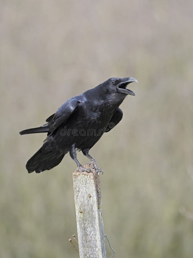 Raven, Corvus corax stock image. Image of raven, corvid - 143851579