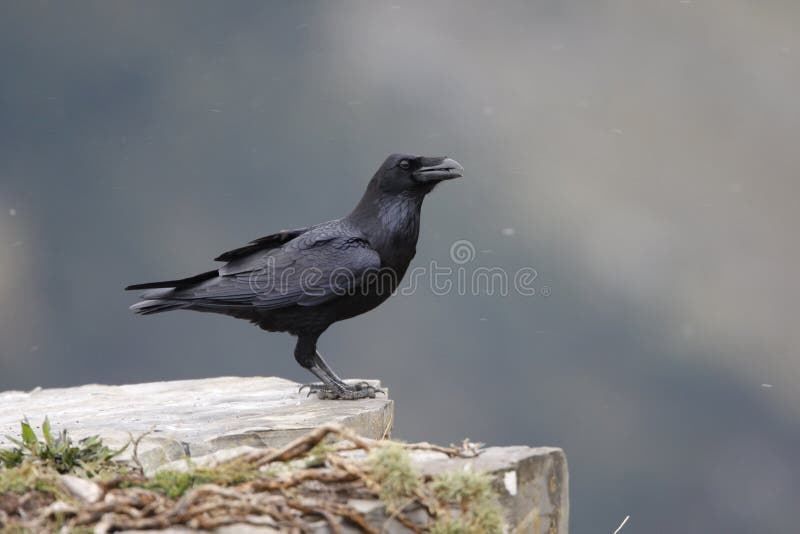 Raven, Corvus corax stock image. Image of wildlife, british - 34133901