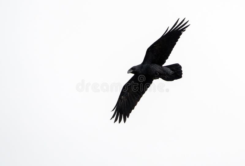 Raven, Crete, Greece stock photo. Image of black, behavior - 169464074