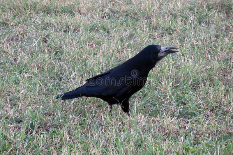 Raven crow stock image. Image of bird, black, magic - 295392479
