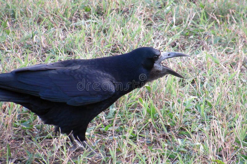 Raven crow stock photo. Image of magic, bird, raven - 295392498