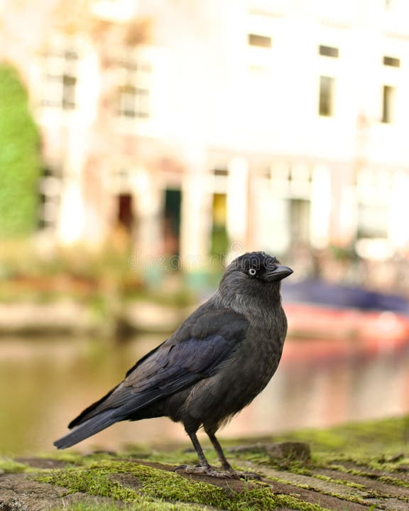 Raven Crow Bird in the Netherlands. Stock Photo - Image of flock ...