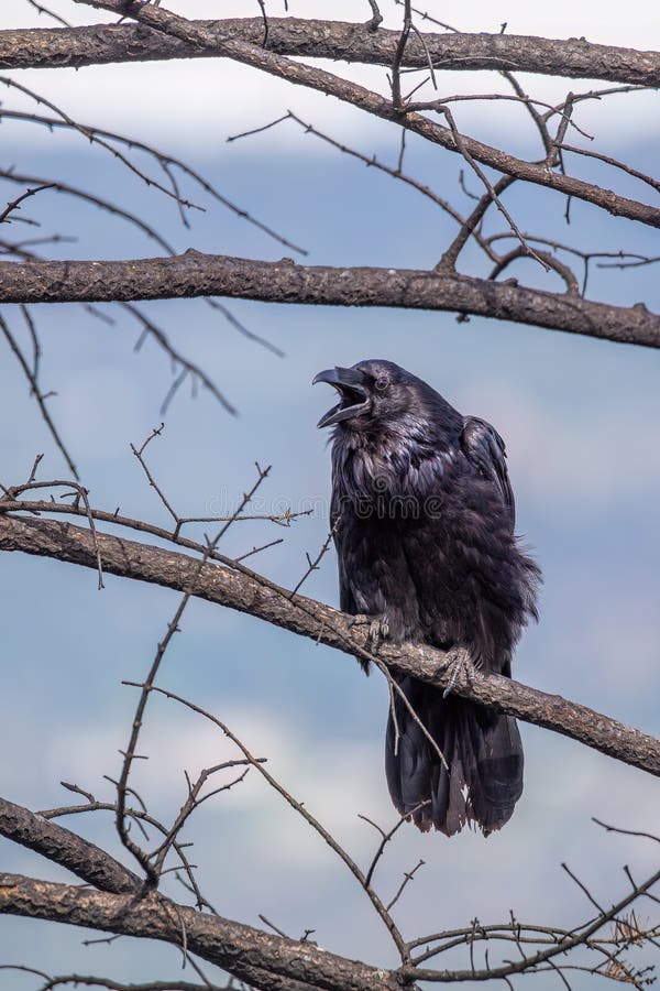 Raven, Crow Resting on a Fire-damaged Tree Stock Photo - Image of ...