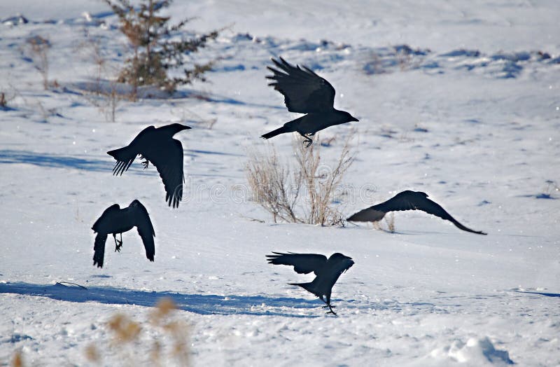 Raven Dance stock image. Image of snow, winter, birds - 1850963