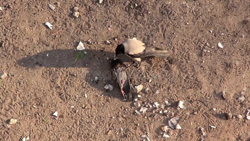 Cadaver, Dead Male Body in Morgue on Steel Table. Corpse. Autopsy ...