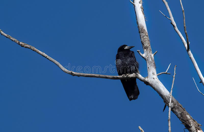 Raven on a tree branch stock image. Image of forest - 267831697